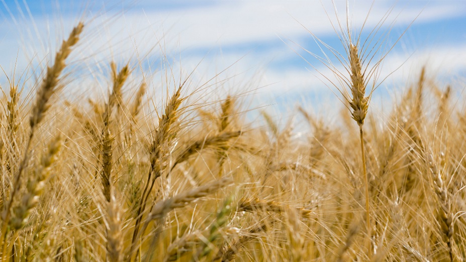 What Is Crop Selection In Farming At Derek Herrman Blog